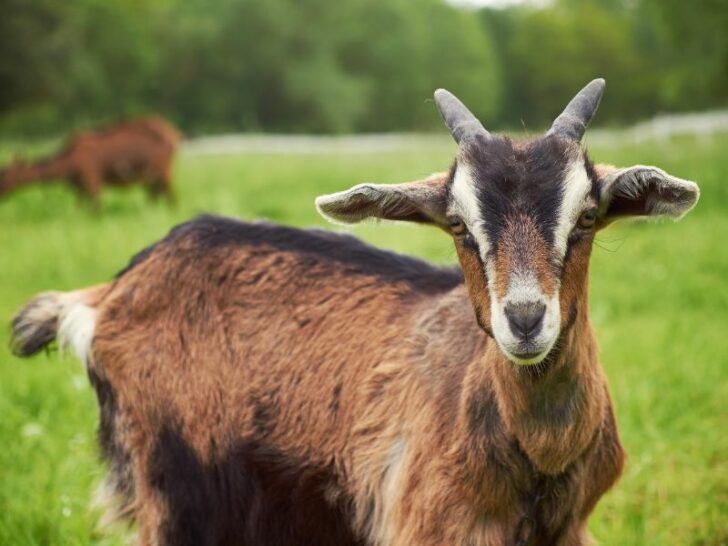 How To Make Money With Goats {15 Ways To Profit From Goats}