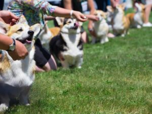 How To Make Money With Your Dog (19 Genius Dog Side Hustles)