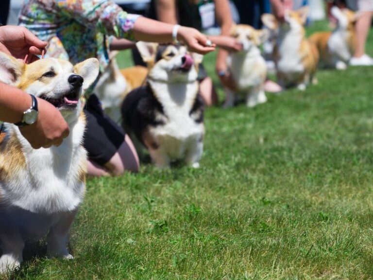 How To Make Money With Your Dog (19 Genius Dog Side Hustles)