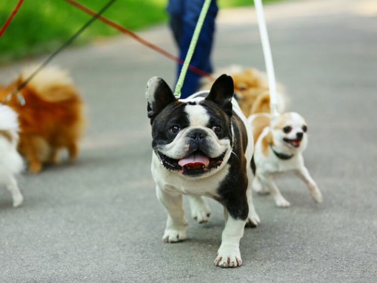 How To Make Money With Your Dog (19 Genius Dog Side Hustles)